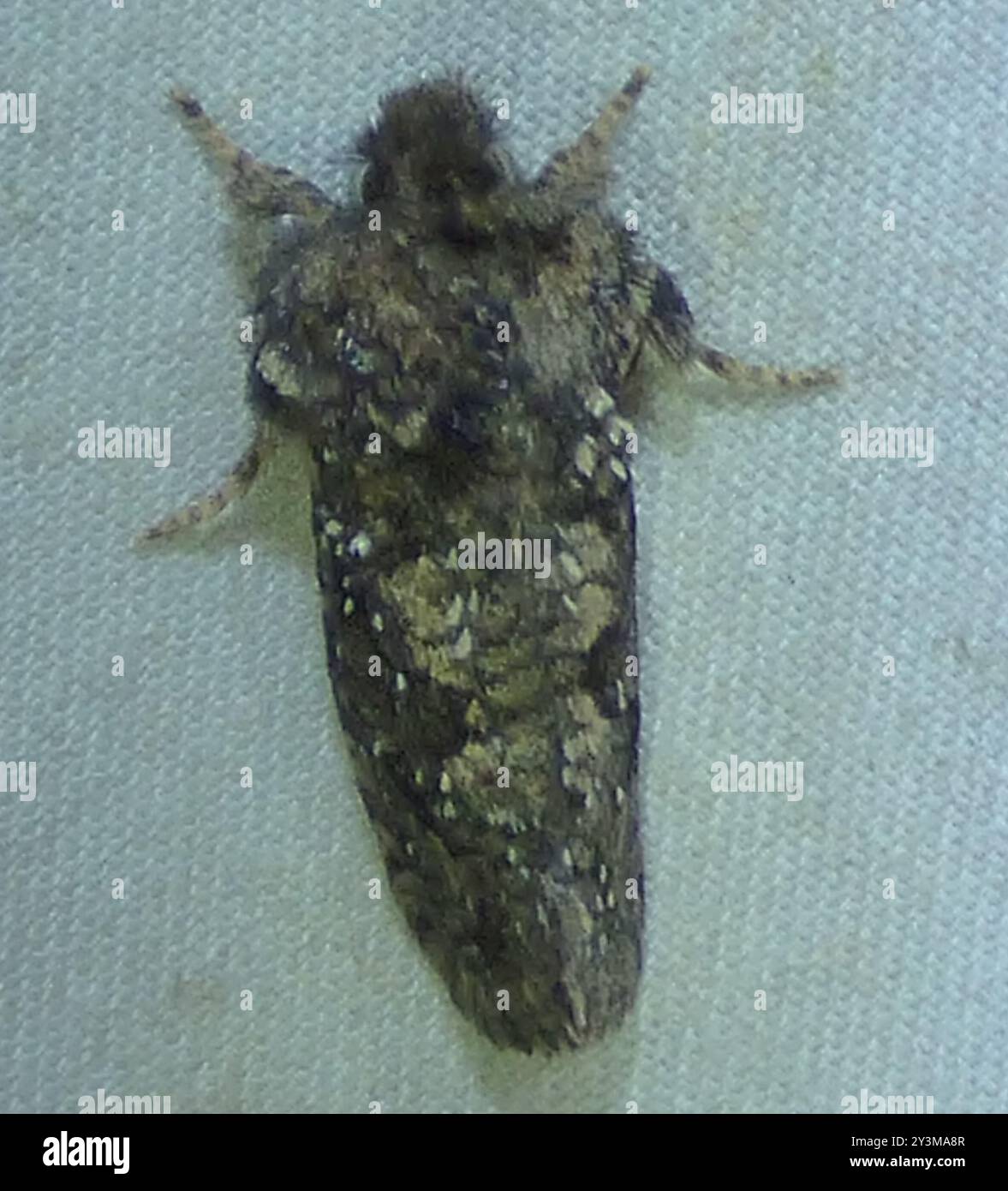 Arcane Grass Tubeworm Moth (Acrolophus arcanella) Insecta Stock Photo ...