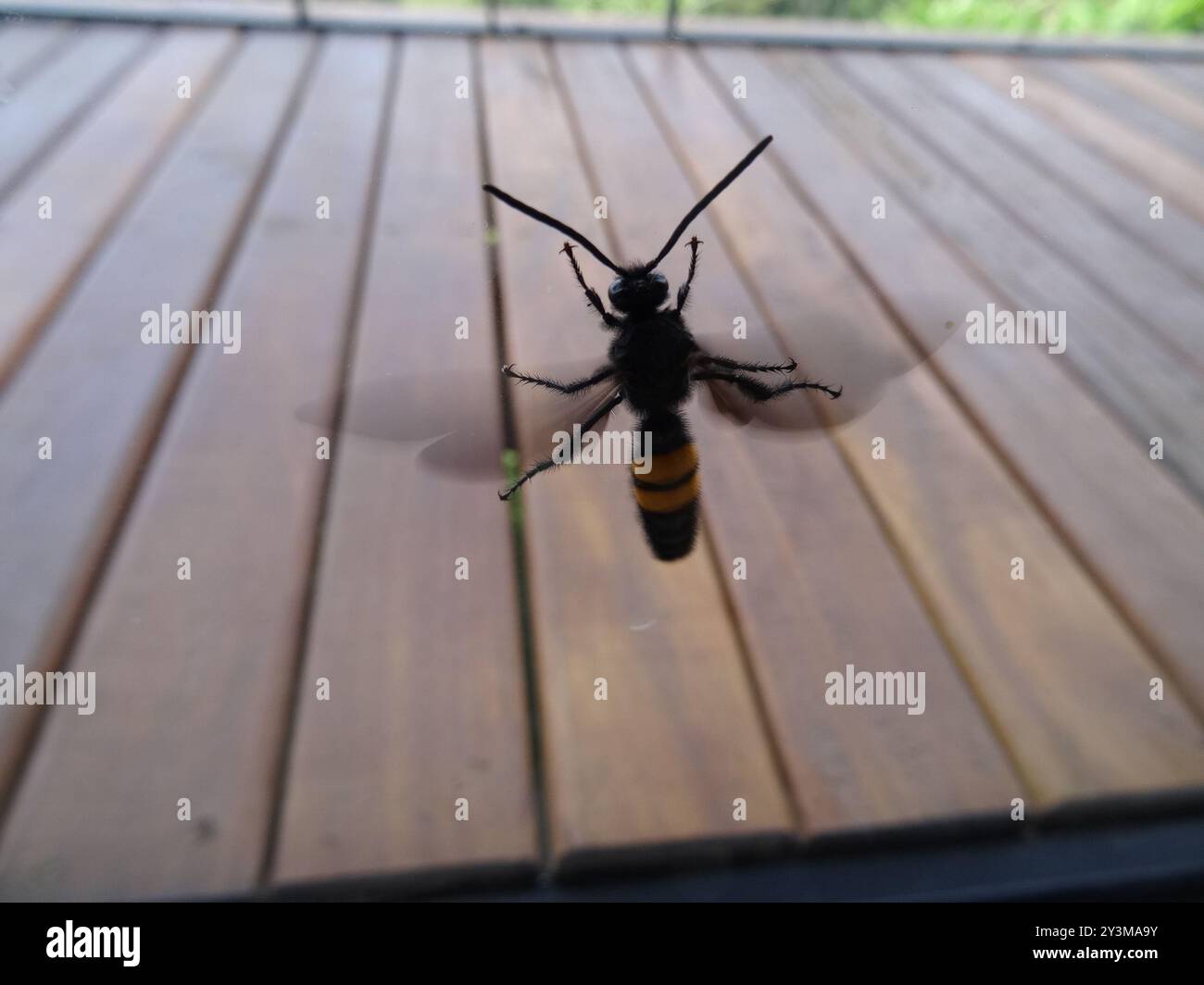 Saddleback Scoliid Wasp (Pygodasis ephippium) Insecta Stock Photo - Alamy