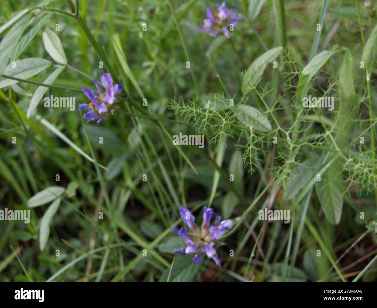 arabian pea (Bituminaria bituminosa) Plantae Stock Photo - Alamy