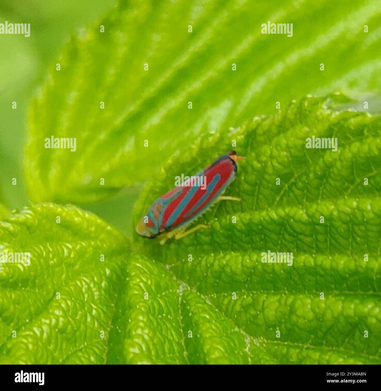 Red-banded Leafhopper (Graphocephala coccinea) Insecta Stock Photo - Alamy