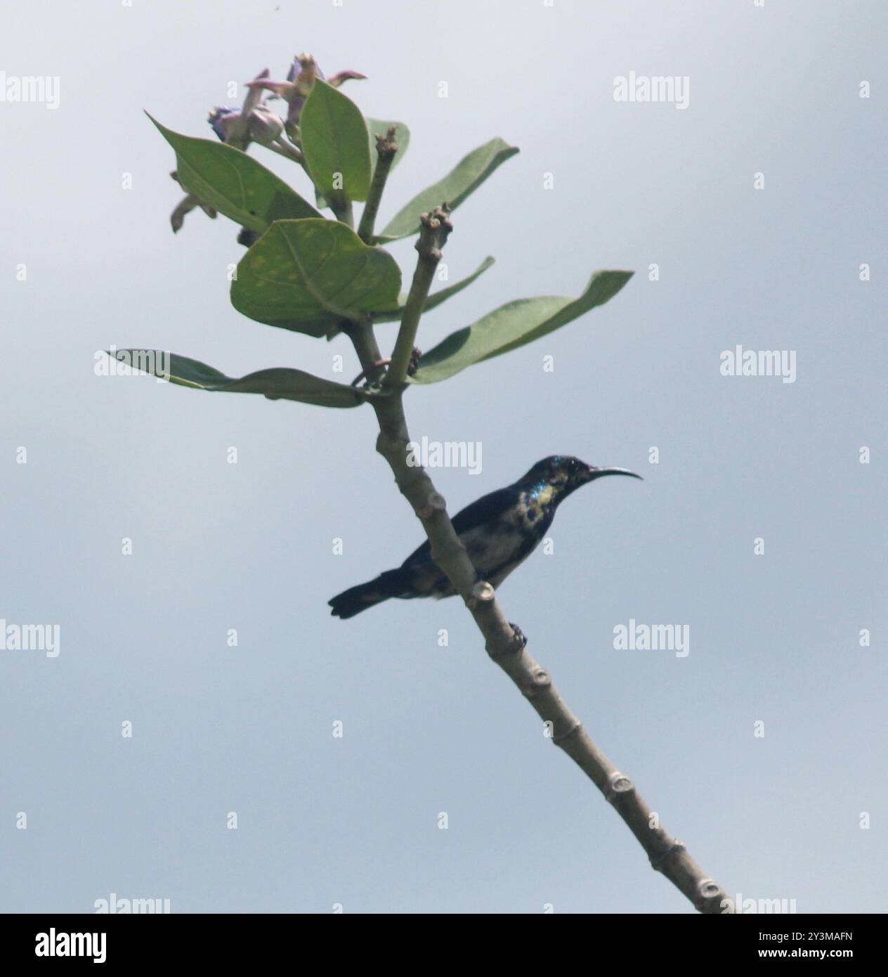 Purple Sunbird (Cinnyris asiaticus) Aves Stock Photo - Alamy
