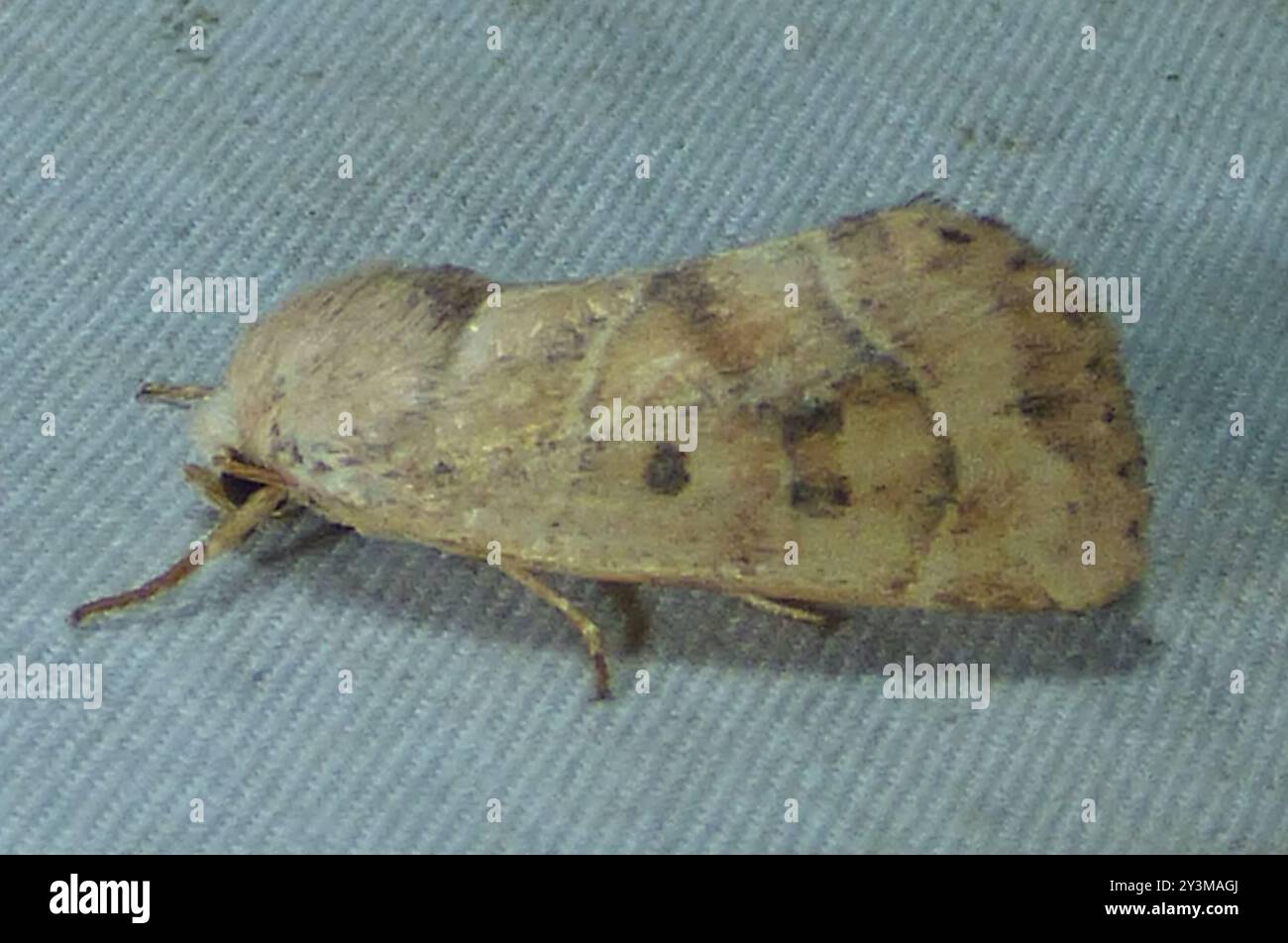 American Dun-bar Moth (Cosmia calami) Insecta Stock Photo - Alamy