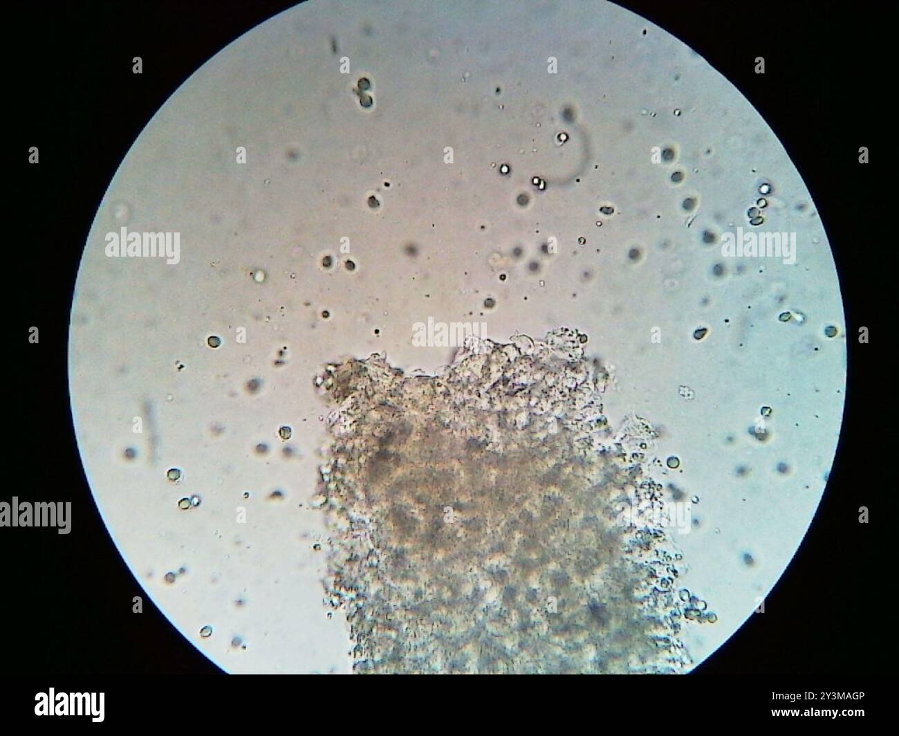 clustered bonnet (Mycena inclinata) Fungi Stock Photo - Alamy