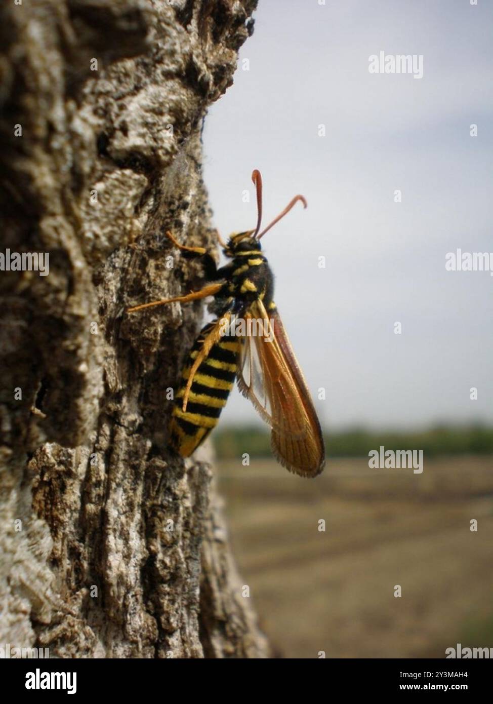 Dusky Clearwing Moth (Paranthrene tabaniformis) Insecta Stock Photo - Alamy