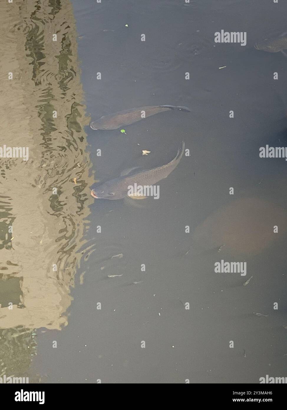 Ray-finned Fishes (Actinopterygii) Actinopterygii Stock Photo - Alamy