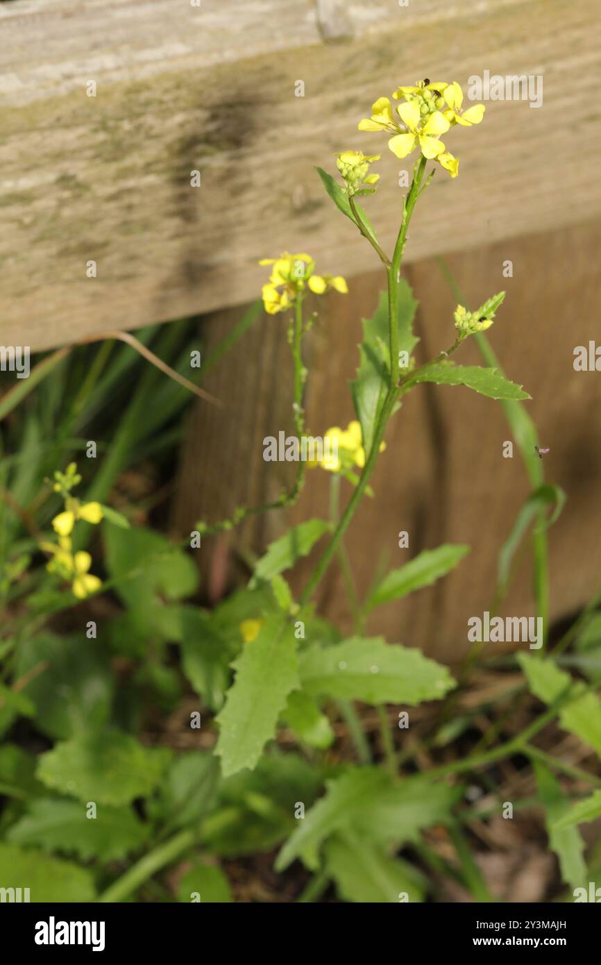 charlock (Mutarda arvensis) Plantae Stock Photo - Alamy