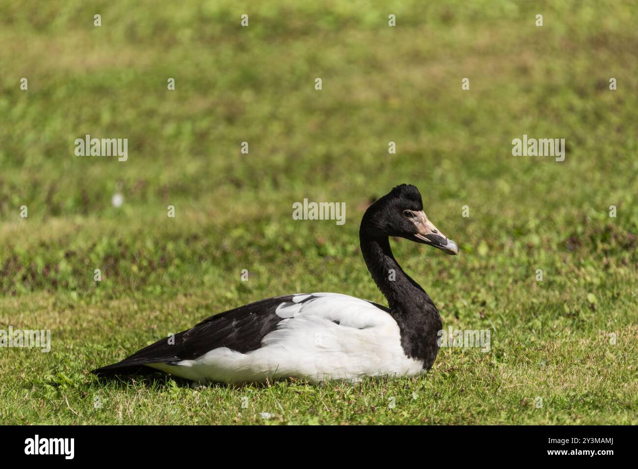 Resting Magpie Goose (Anseranas semipalmata Stock Photo - Alamy