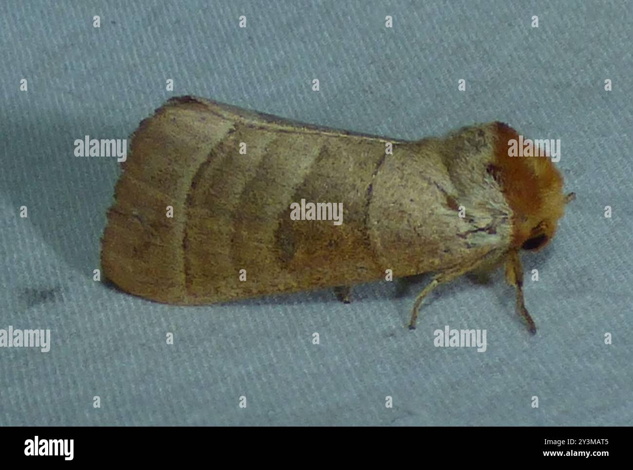 Walnut Caterpillar Moth (Datana integerrima) Insecta Stock Photo - Alamy