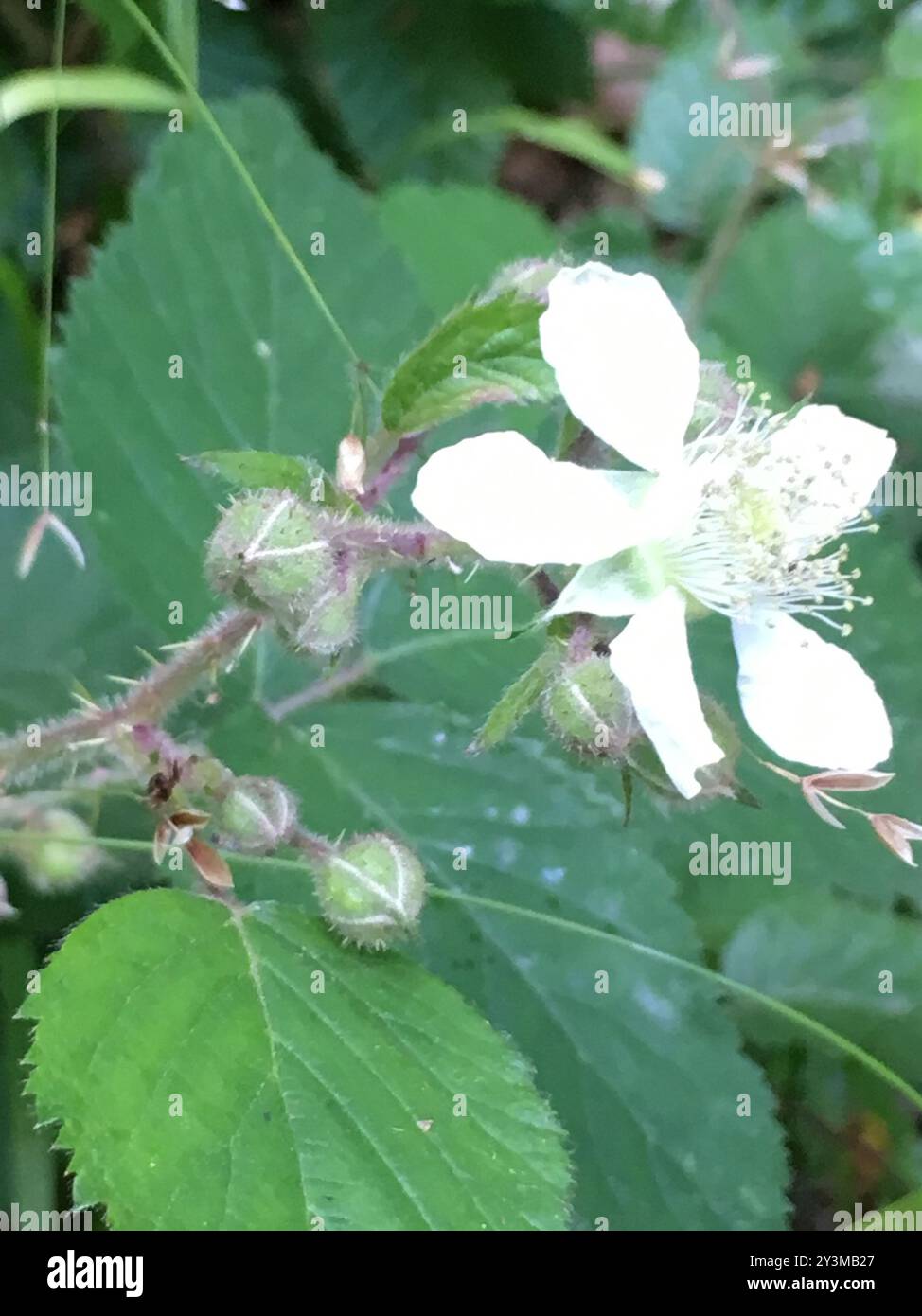 European dewberry (Rubus caesius) Plantae Stock Photo - Alamy