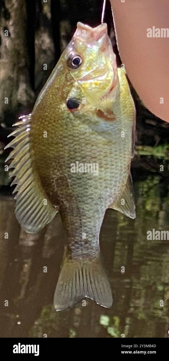 Redear Sunfish (Lepomis microlophus) Actinopterygii Stock Photo - Alamy