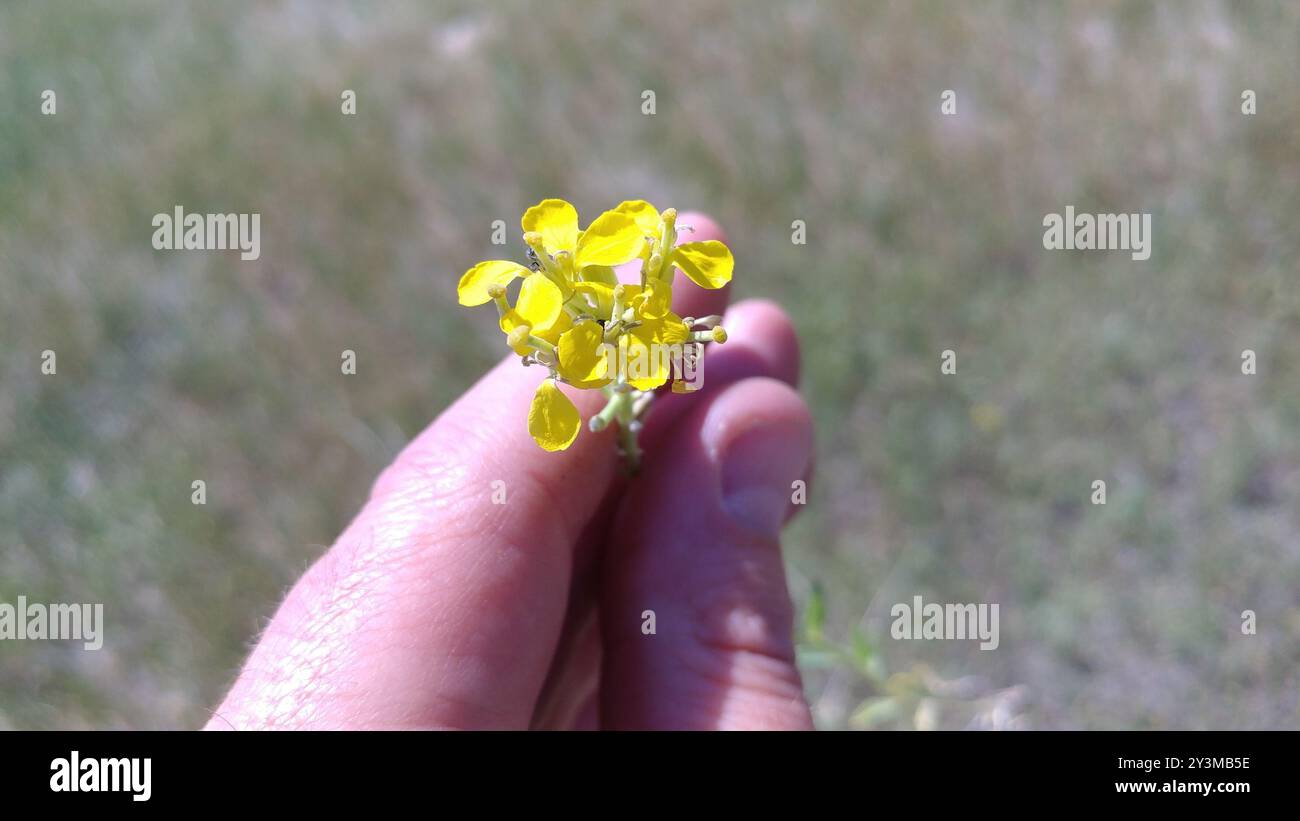 Prairie-rocket Wallflower (Erysimum asperum) Plantae Stock Photo - Alamy