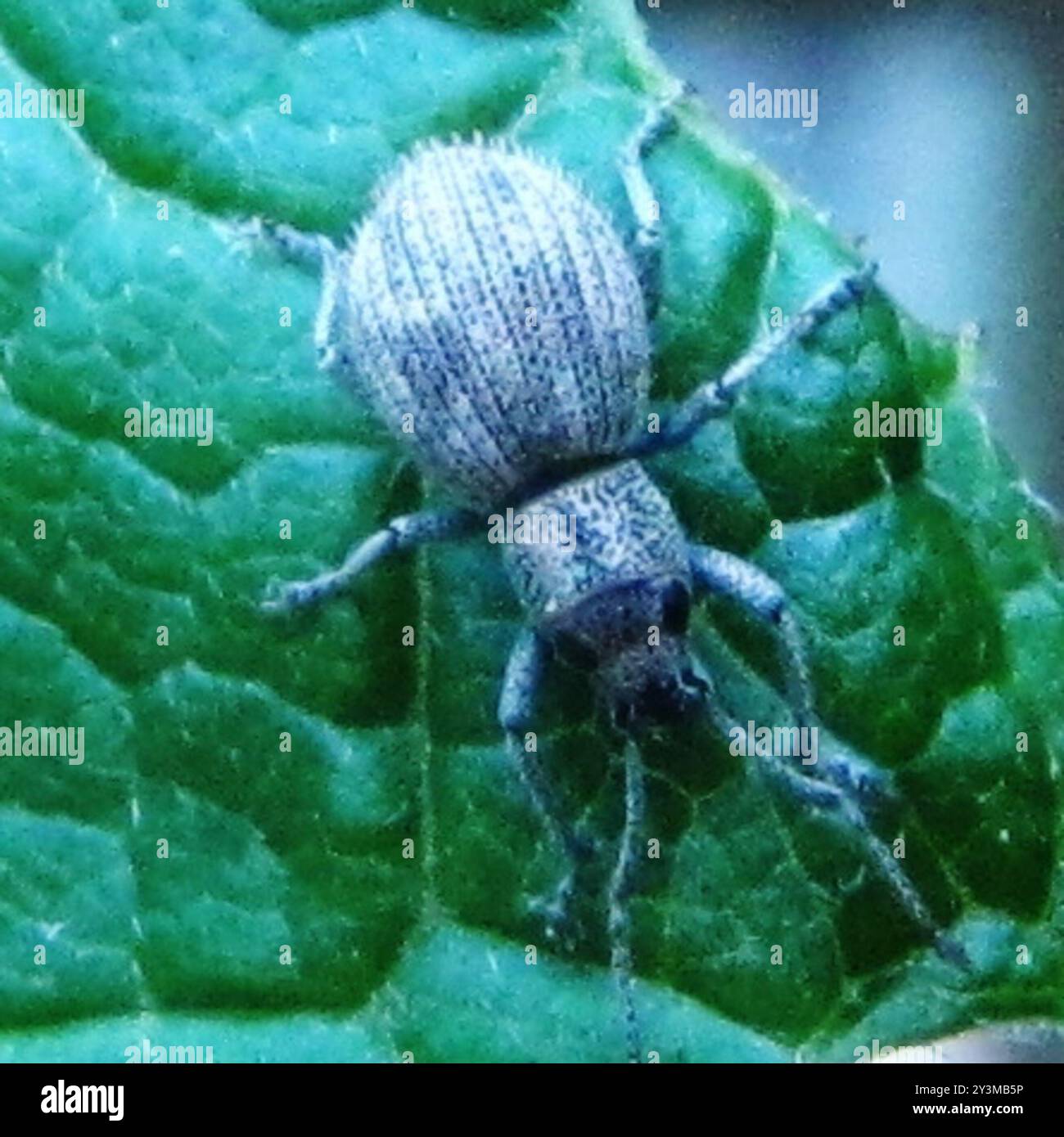 Long horned weevil hi-res stock photography and images - Alamy