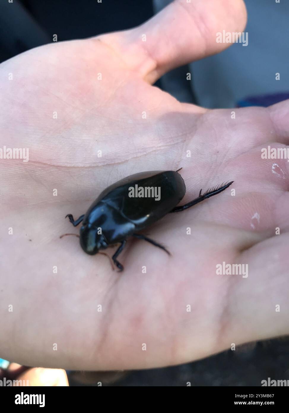 Giant Water Scavenger Beetle (Hydrophilus triangularis) Insecta Stock ...