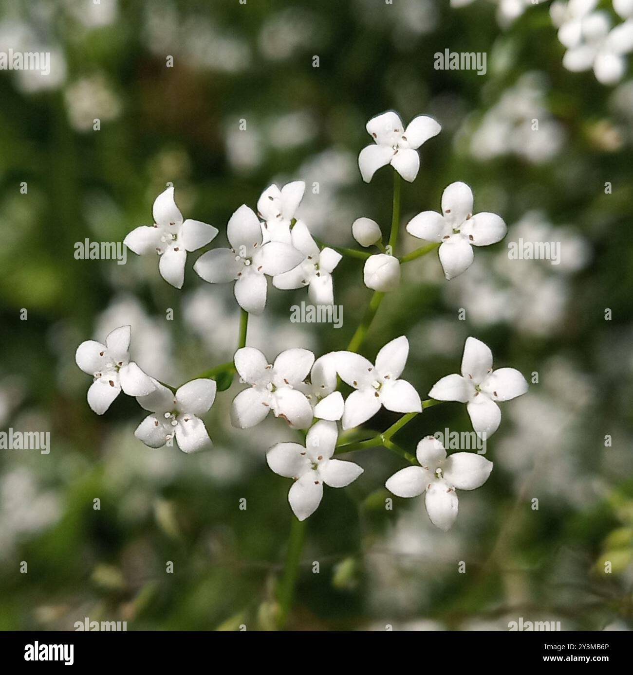 Common Marsh-bedstraw (Galium palustre) Plantae Stock Photo - Alamy