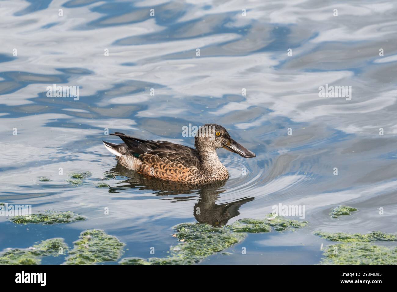 Swimming Shoveler Duck (Spatula clypeata) at Rye Meads, Herts Stock ...
