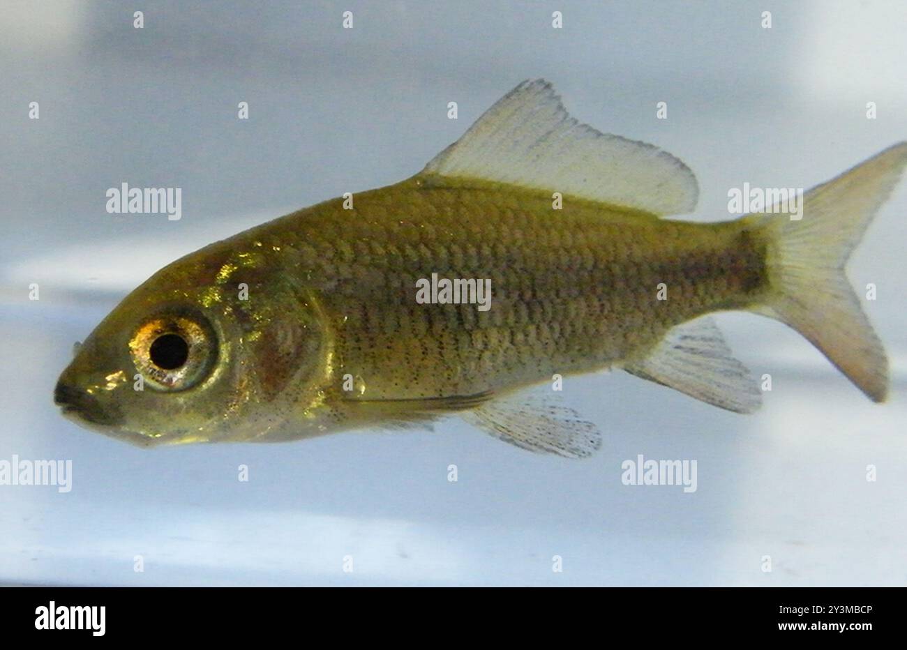 Prussian Carp (Carassius gibelio) Actinopterygii Stock Photo - Alamy