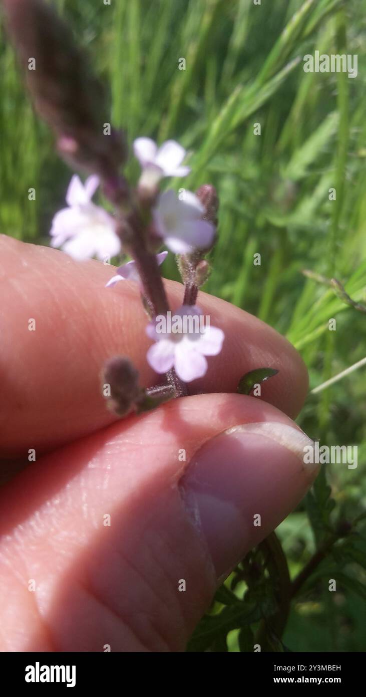Common vervain (Verbena officinalis) Plantae Stock Photo - Alamy