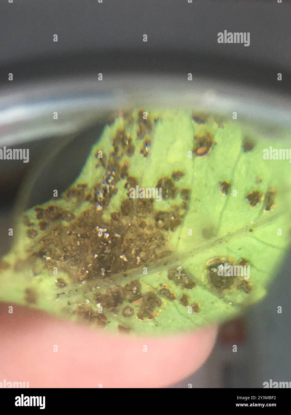 rust fungi (Pucciniales) Fungi Stock Photo - Alamy