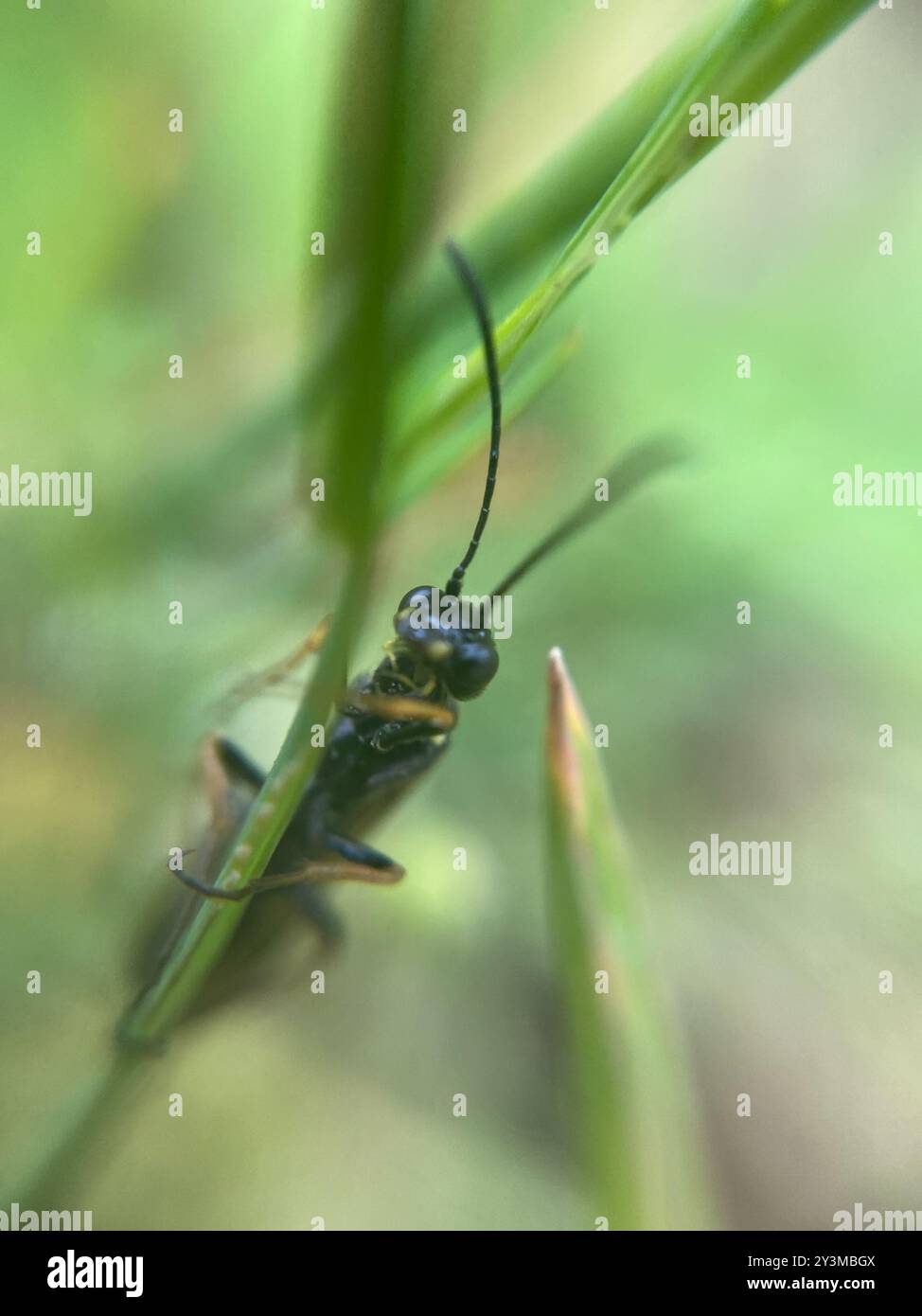 European wheat stem sawfly hi-res stock photography and images - Alamy