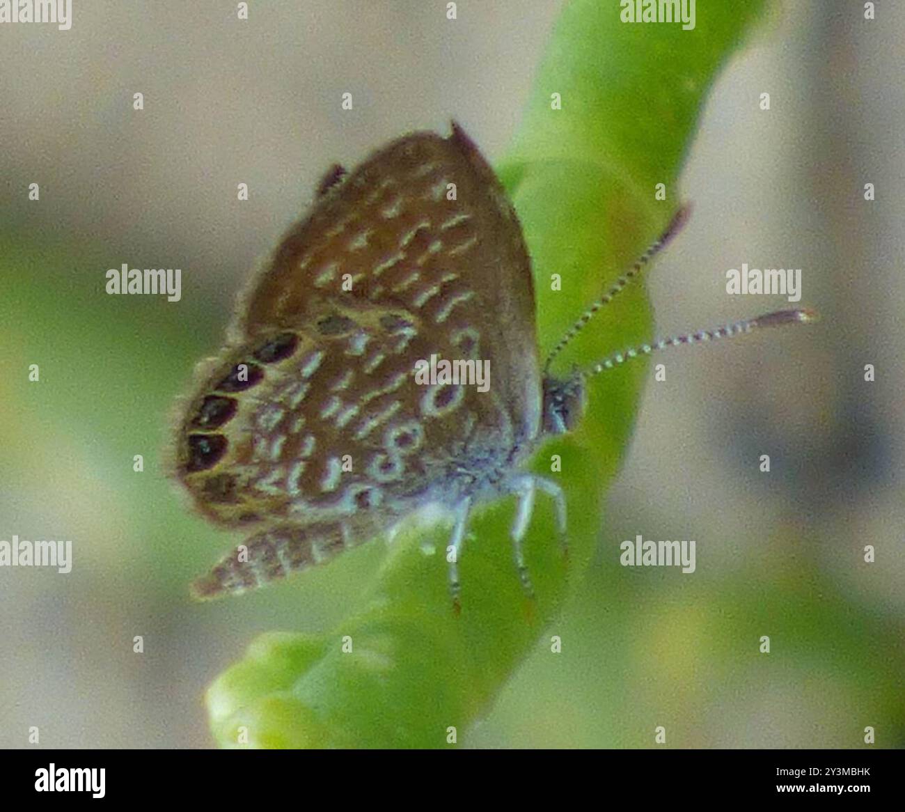 Eastern Pygmy-Blue (Brephidium pseudofea) Insecta Stock Photo - Alamy