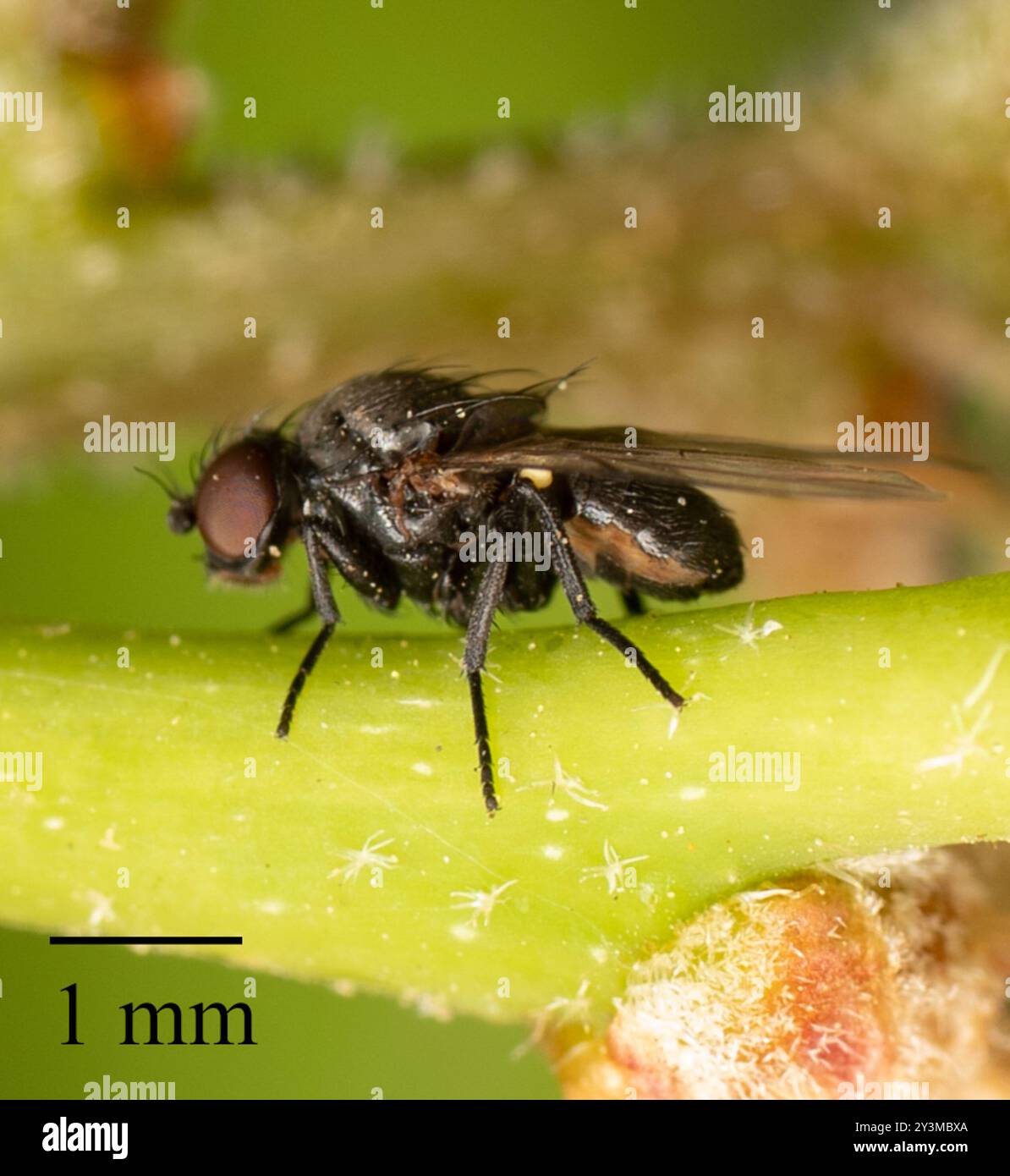 Leaf-miner Flies (Agromyzidae) Insecta Stock Photo - Alamy