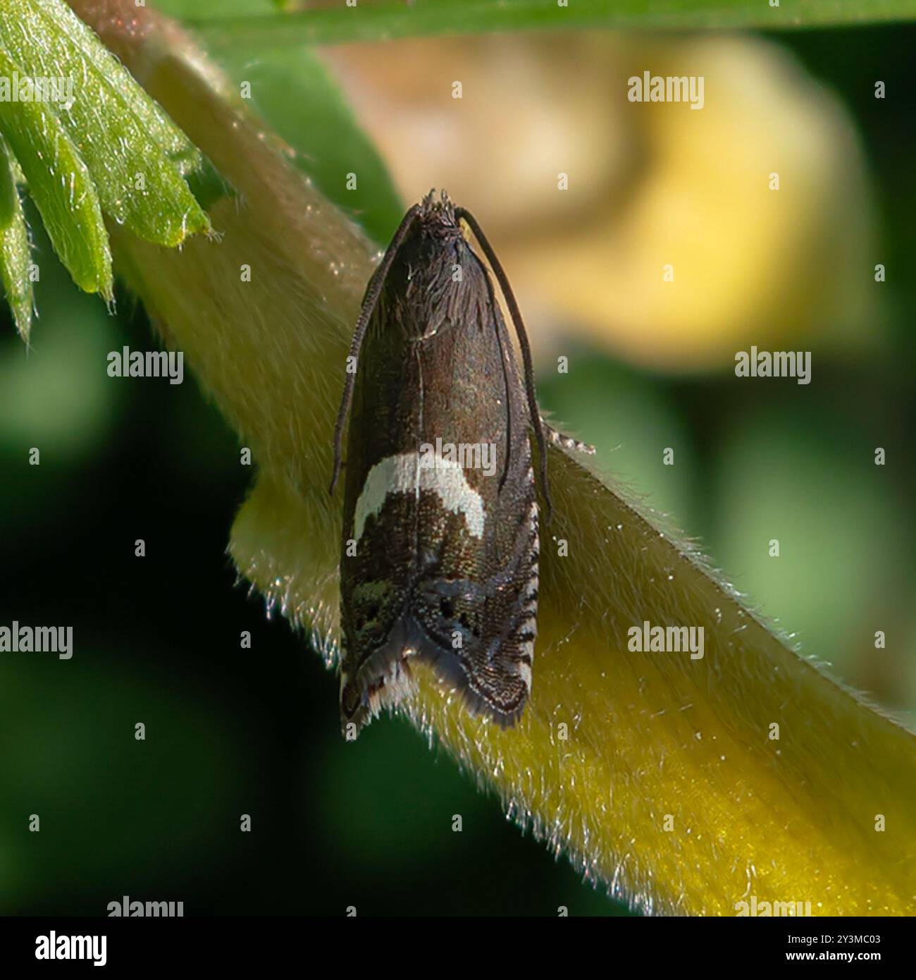 Common Drill (Dichrorampha petiverella) Insecta Stock Photo - Alamy
