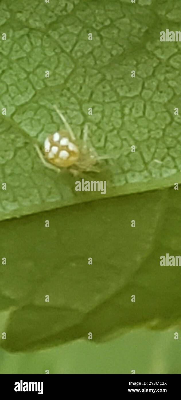 Typical Spiders (Araneomorphae) Arachnida Stock Photo - Alamy