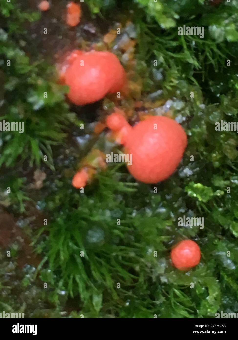 Red Raspberry Slime Mold (Tubifera ferruginosa) Protozoa Stock Photo ...