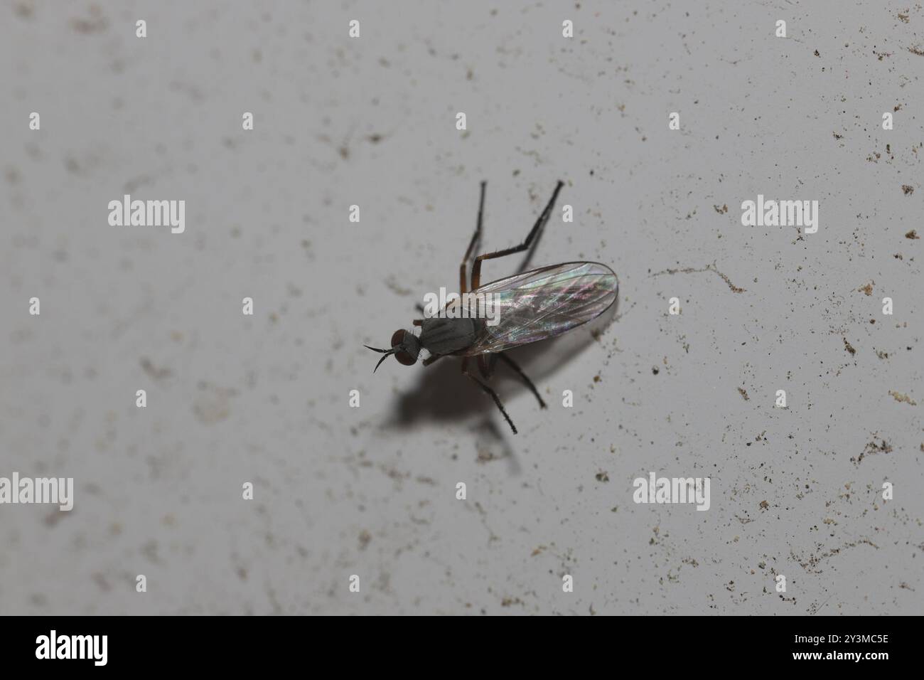 Dance Flies, Long-legged Flies, and Allies (Empidoidea) Insecta Stock ...
