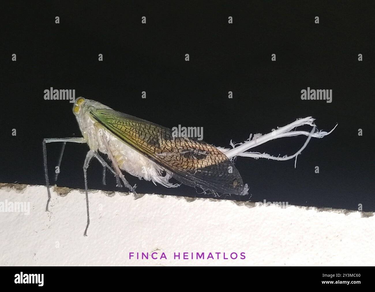 Wax-tailed Planthopper (Pterodictya reticularis) Insecta Stock Photo ...