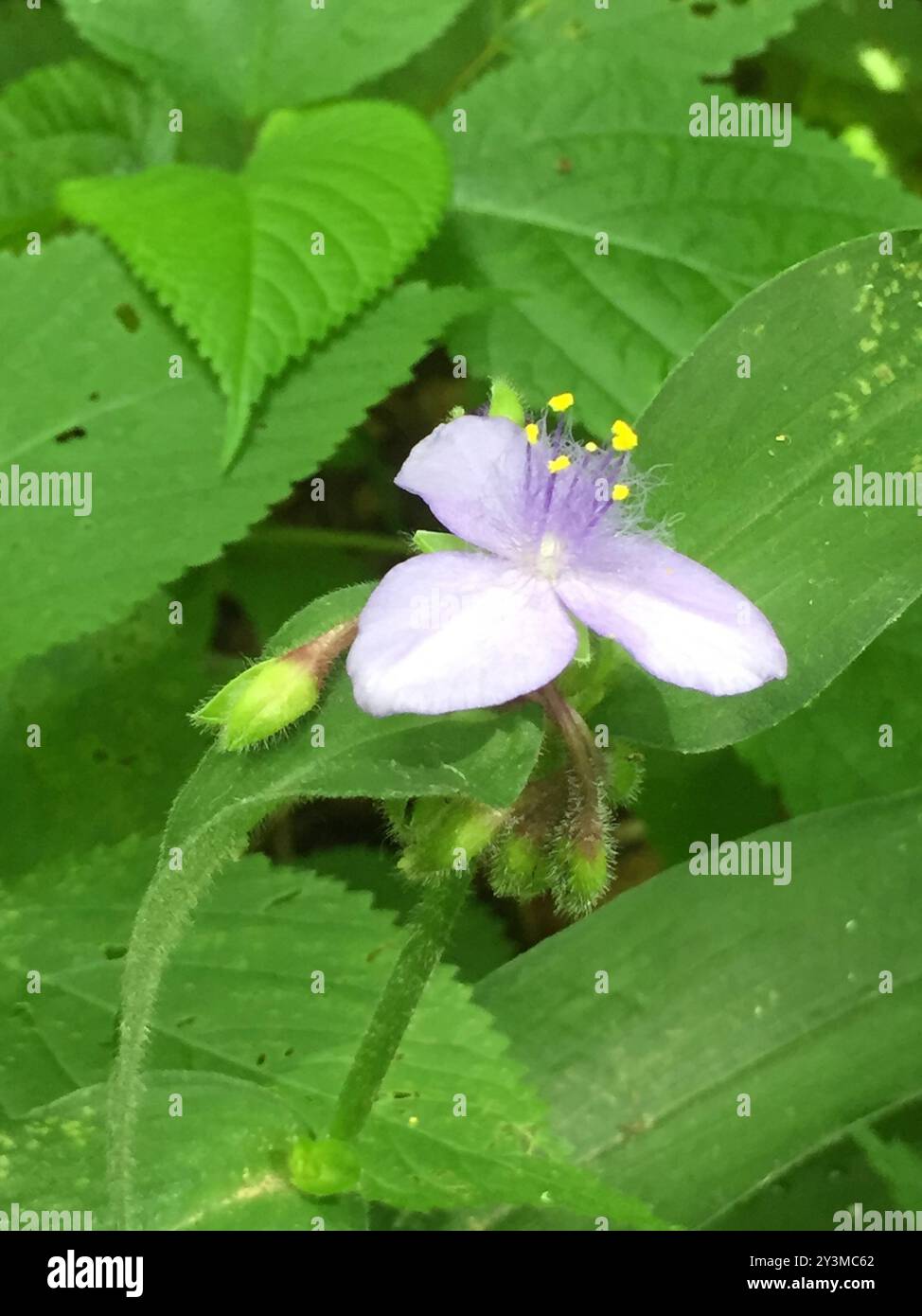 Zigzag Spiderwort (Tradescantia subaspera) Plantae Stock Photo - Alamy