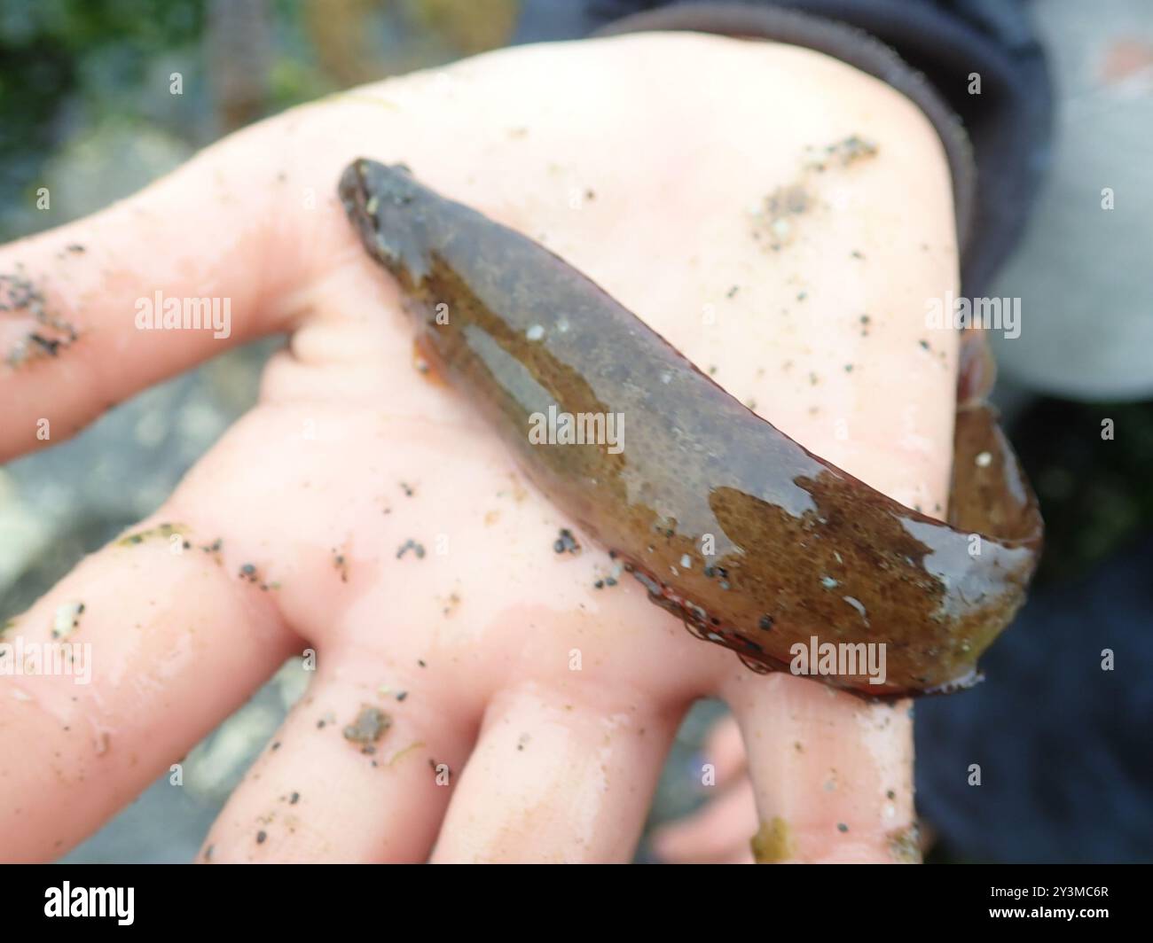 High Cockscomb (Anoplarchus purpurescens) Actinopterygii Stock Photo ...