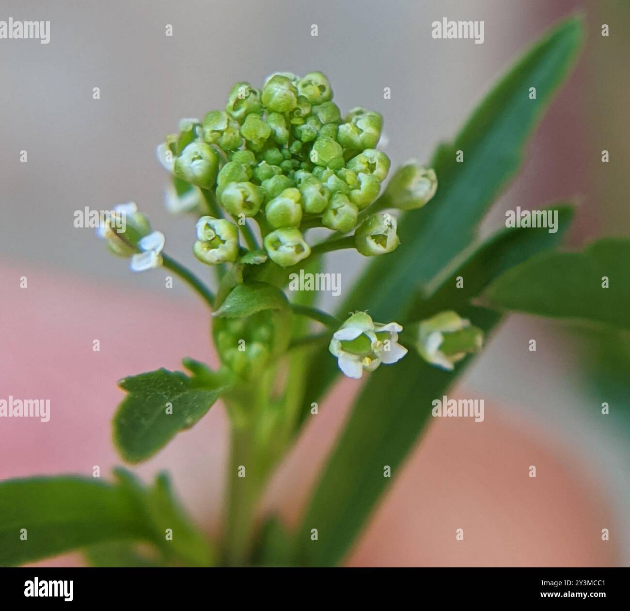 Common Peppergrass (Lepidium densiflorum) Plantae Stock Photo - Alamy