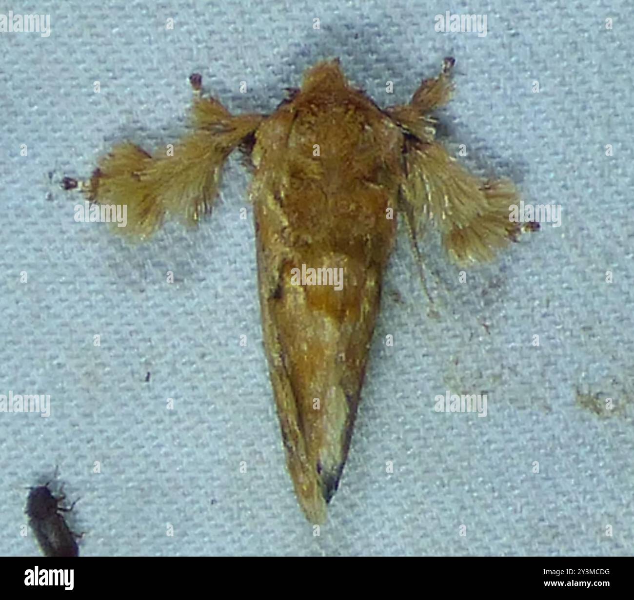 Spun Glass Slug Moth (Isochaetes beutenmuelleri) Insecta Stock Photo ...