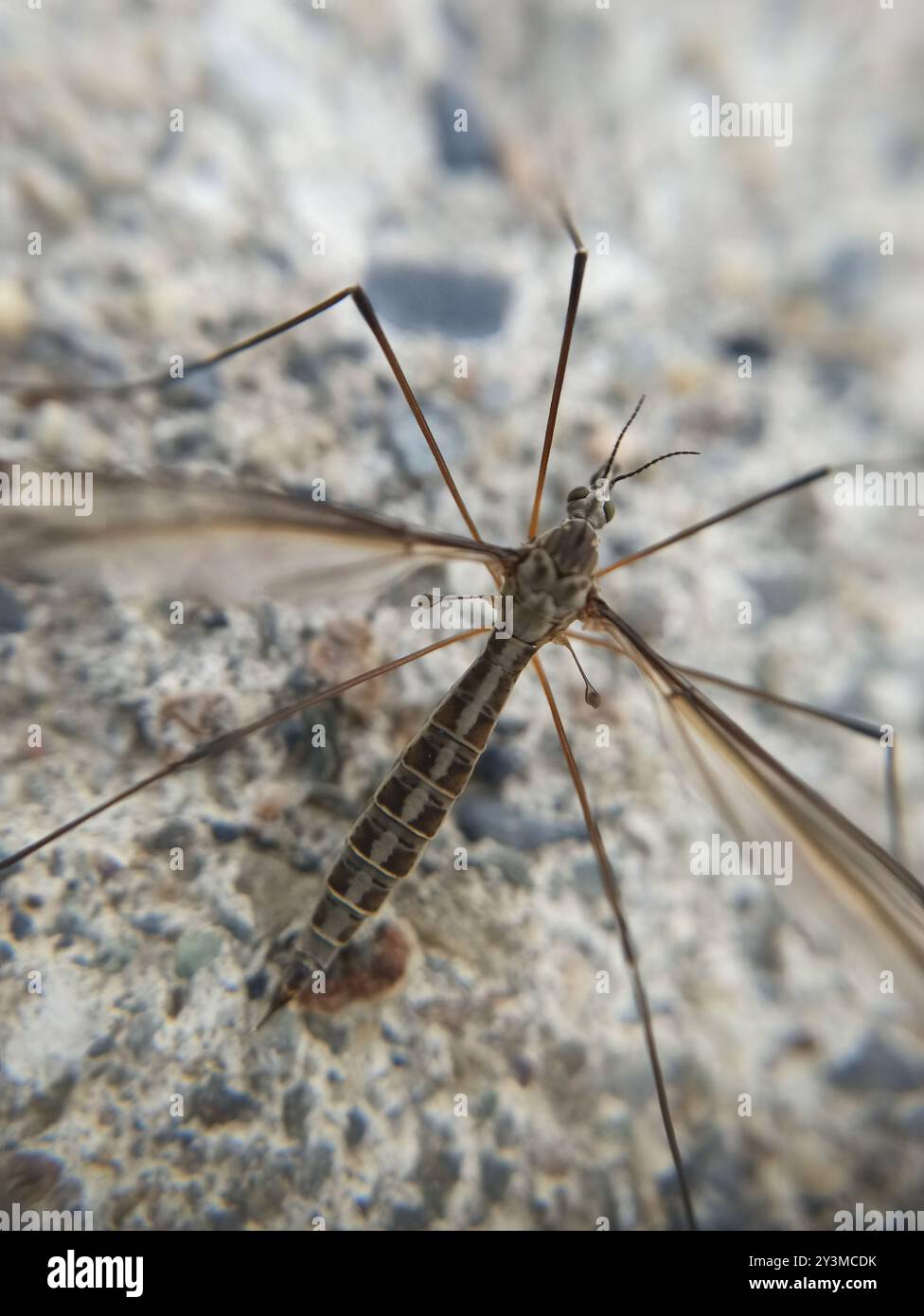 Common Crane Flies (Tipula) Insecta Stock Photo - Alamy