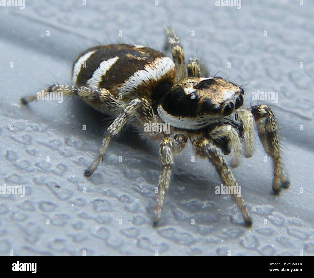 Zebra Jumping Spider (Salticus scenicus) Arachnida Stock Photo - Alamy
