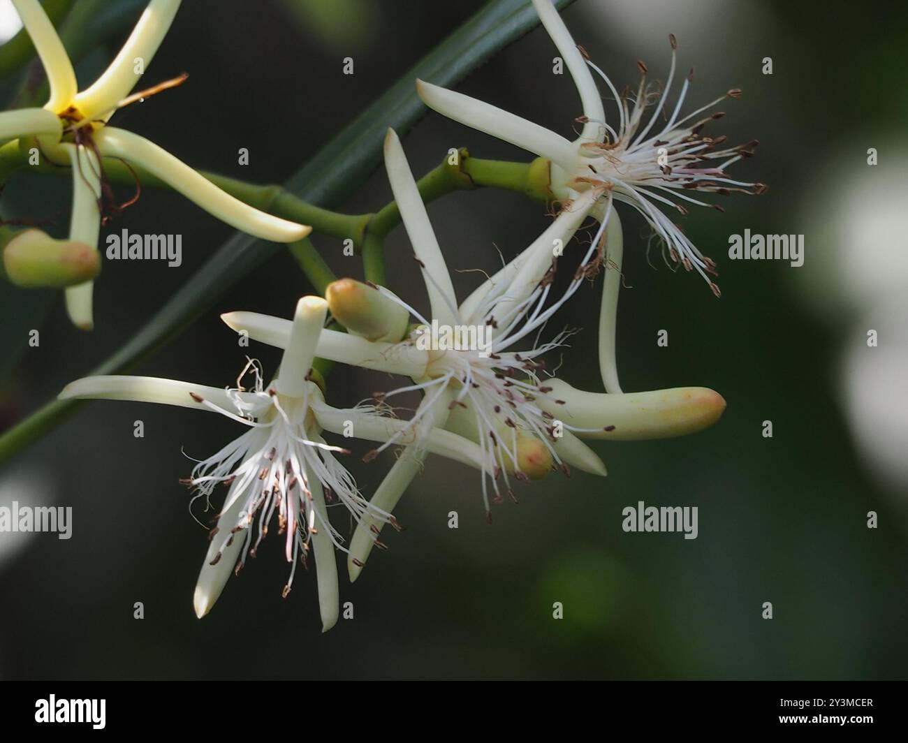 (Kandelia obovata) Plantae Stock Photo - Alamy
