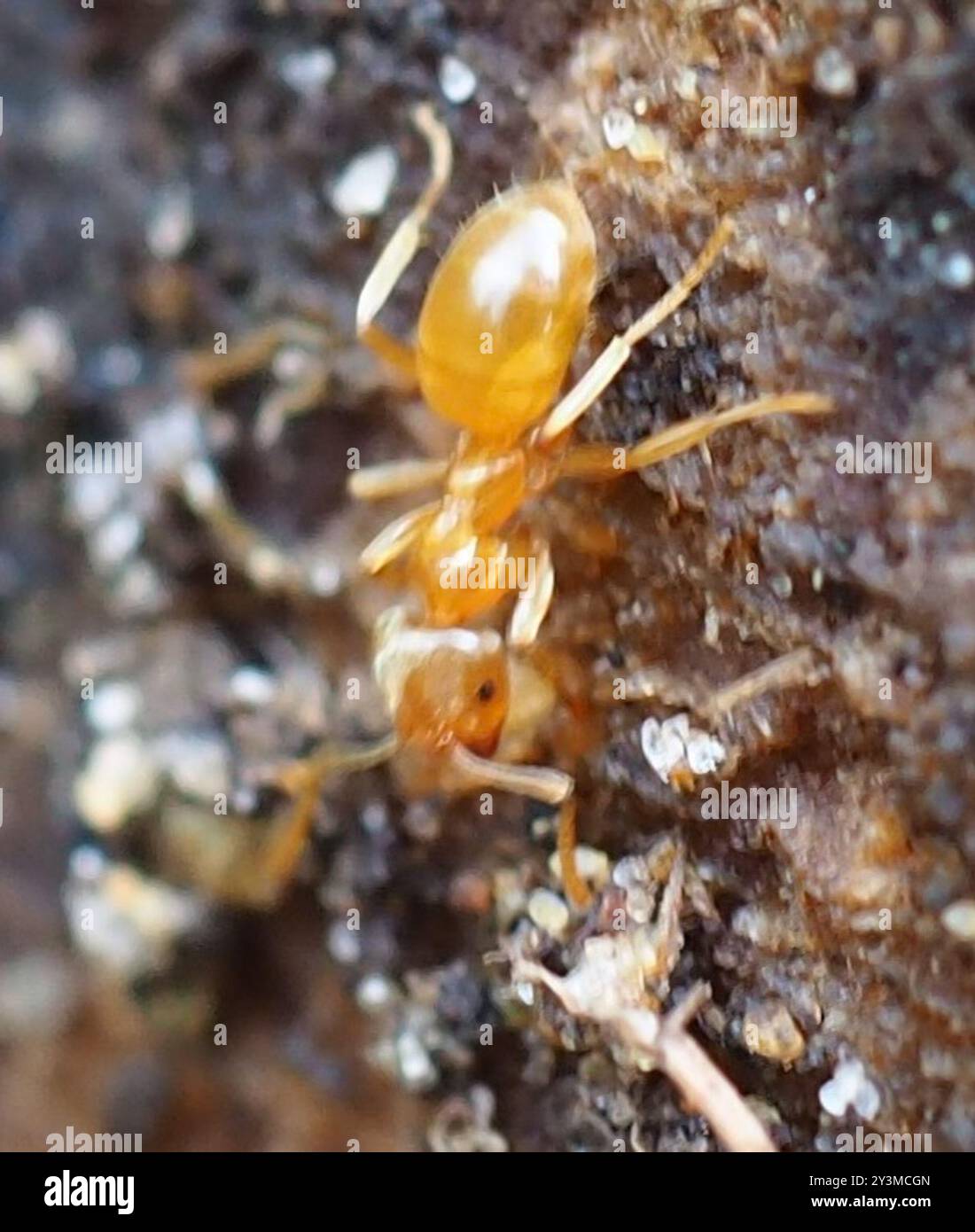 Citronella Ants, Fuzzy Ants, and Allies (Lasius) Insecta Stock Photo ...