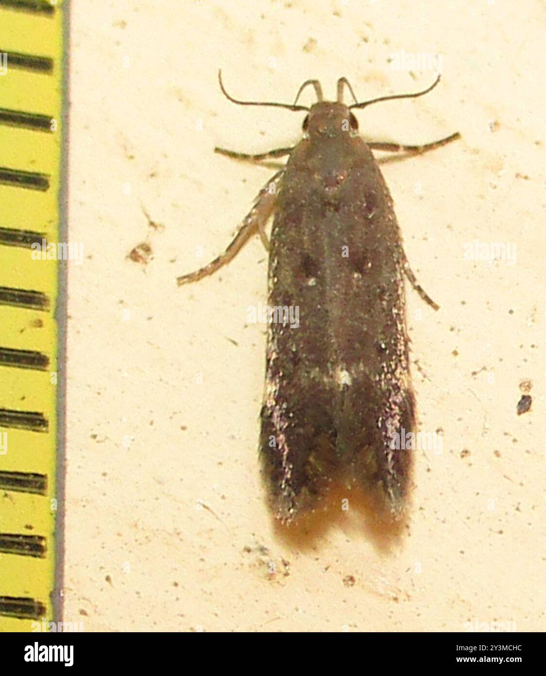 Curved-horn Moths (Gelechioidea) Insecta Stock Photo - Alamy