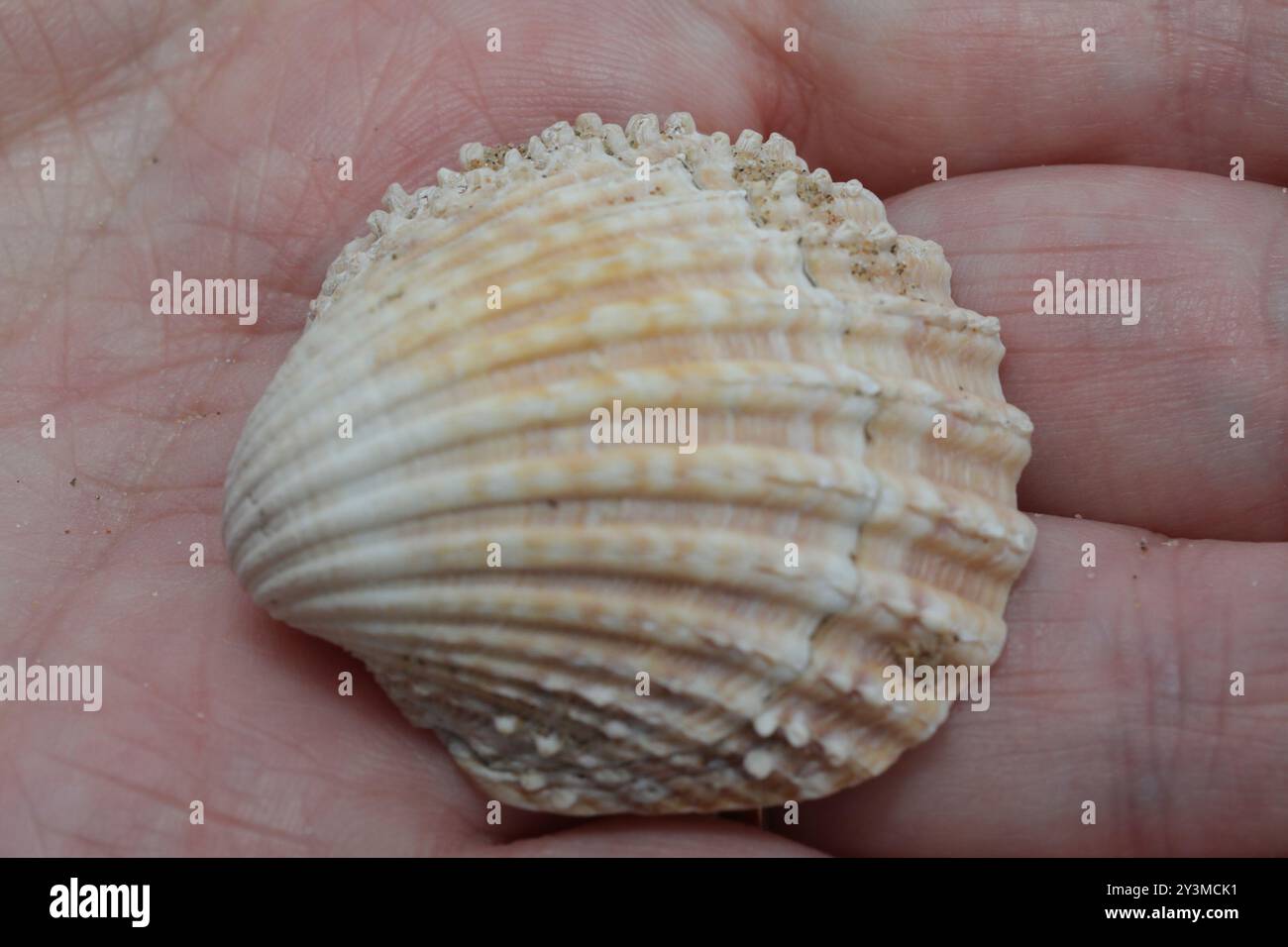Prickly Cockle (Acanthocardia echinata) Mollusca Stock Photo - Alamy