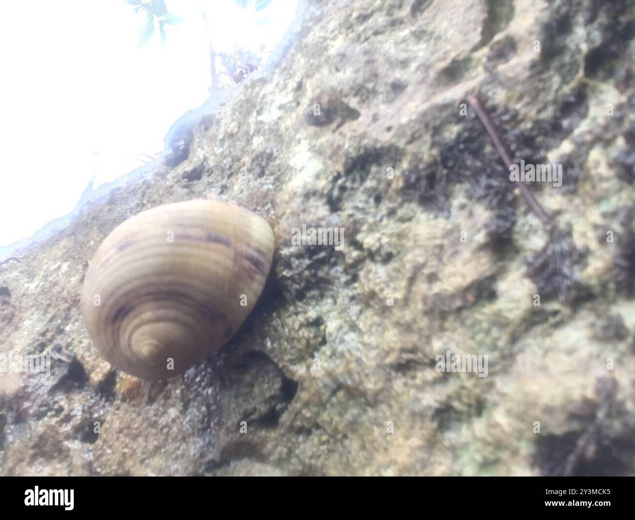 Bleeding Tooth Nerite (Nerita peloronta) Mollusca Stock Photo - Alamy