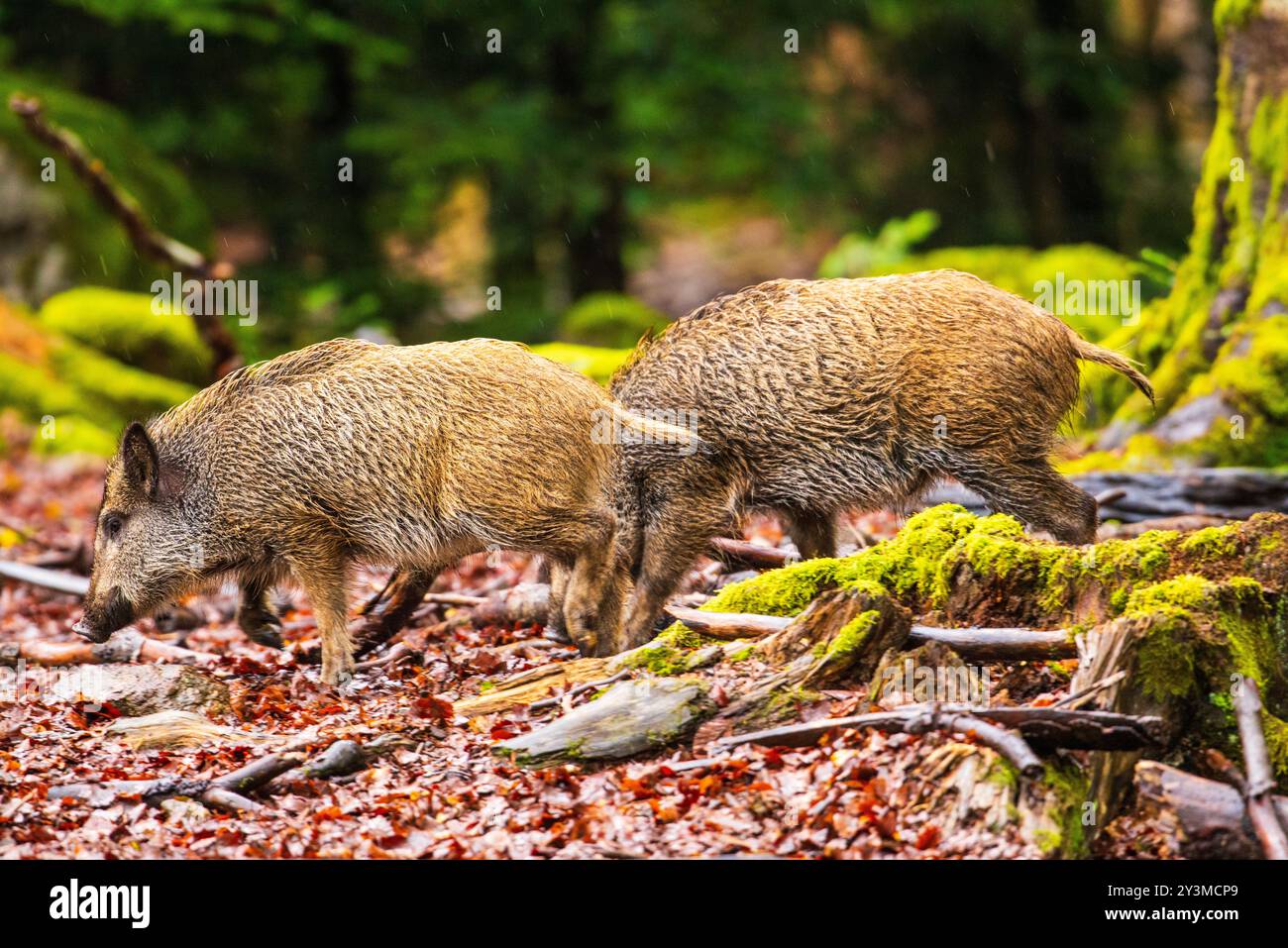 Two young boars search for food in the forest during rain Stock Photo ...