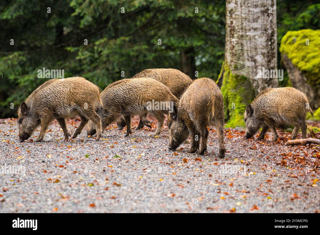 A group of young boars crosses a forest path searching for food Stock ...