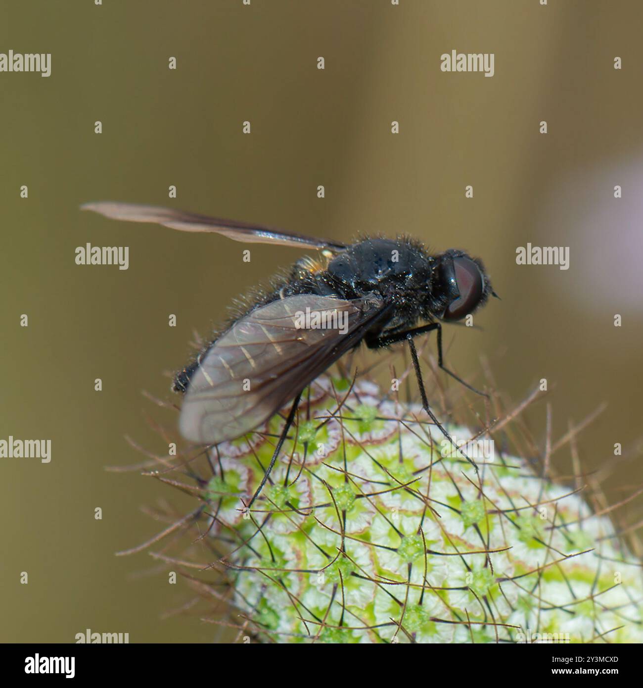 Sabaea hi-res stock photography and images - Alamy