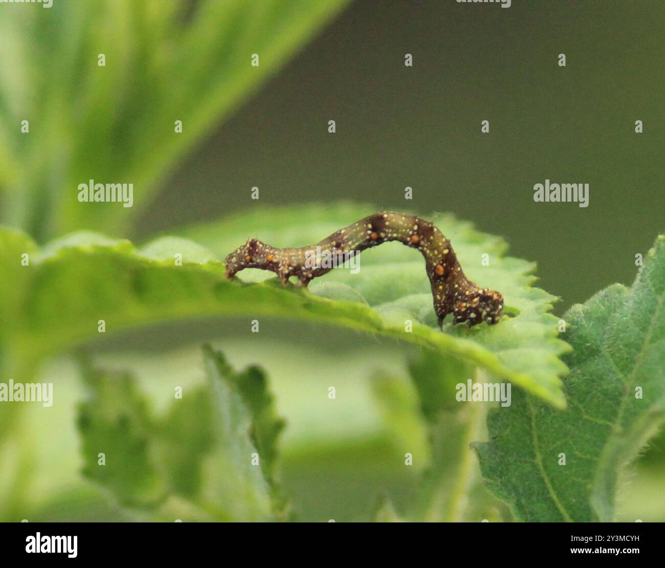 Geometer Moths (Geometridae) Insecta Stock Photo - Alamy
