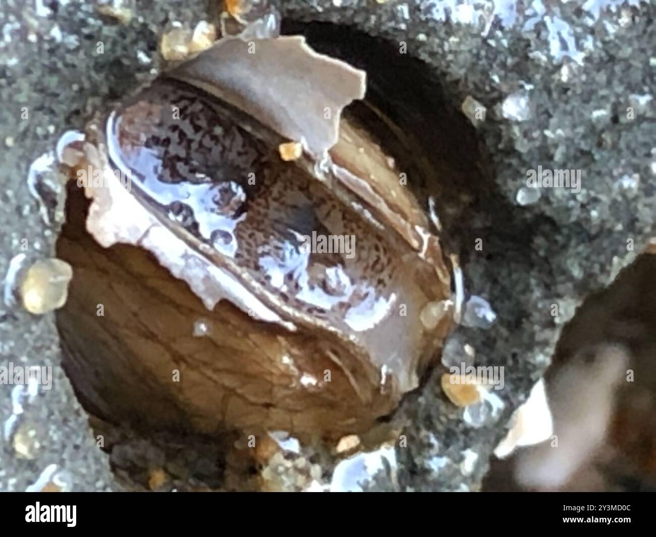 Piddocks and Angelwings (Pholadidae) Mollusca Stock Photo - Alamy