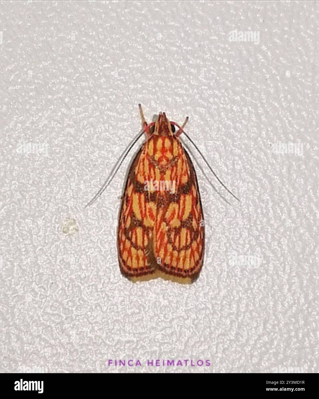 Flat-bodied moths (Depressariidae) Insecta Stock Photo - Alamy