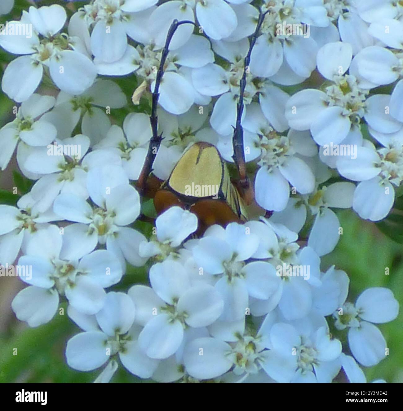 Delta Flower Scarab (Trigonopeltastes delta) Insecta Stock Photo - Alamy