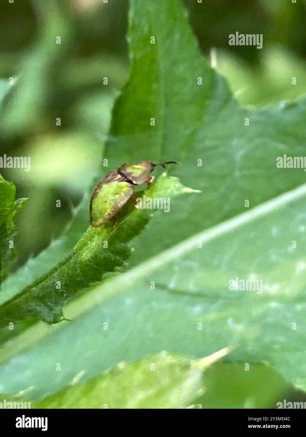 Shiny Tortoise Beetles (Cassida) Insecta Stock Photo - Alamy