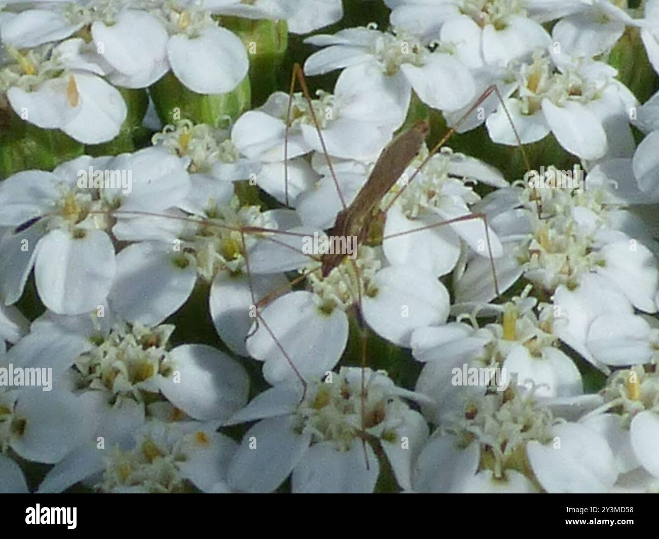 Stilt Bugs (Berytidae) Insecta Stock Photo - Alamy